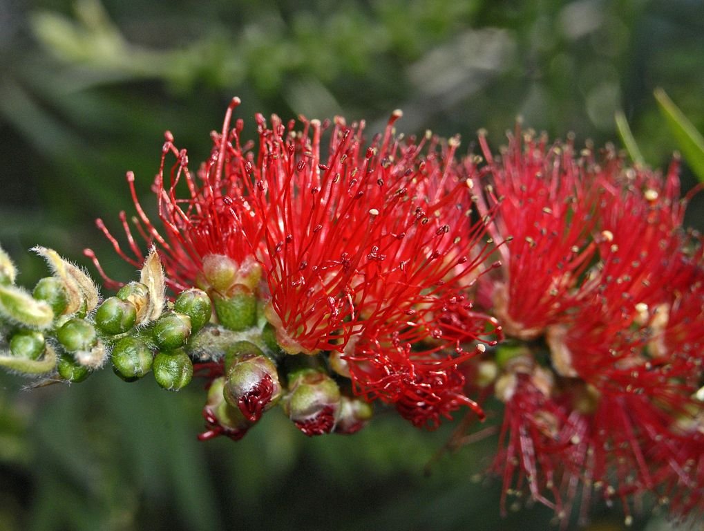 How to plant Narrow-leaved bottlebrush (Callistemon linearis) - Dear Plants