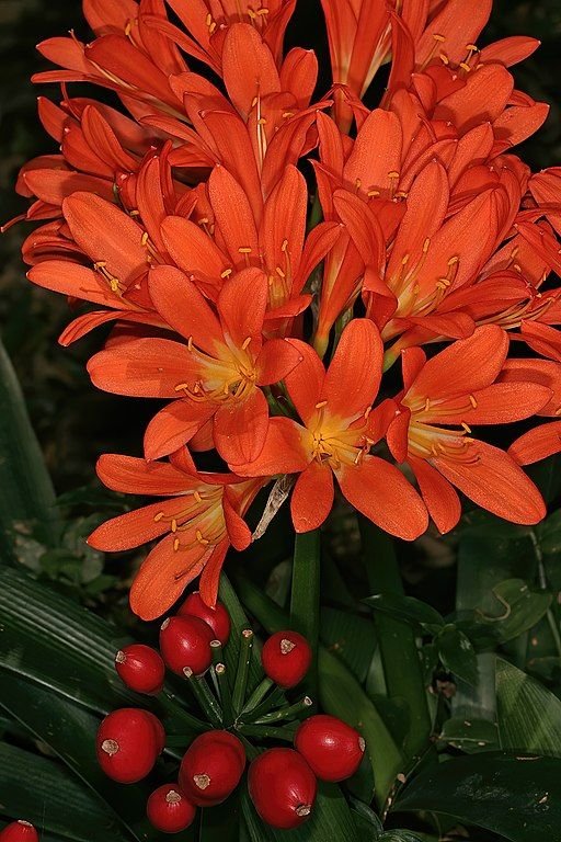 How to plant Natal lily (Clivia miniata) - Dear Plants