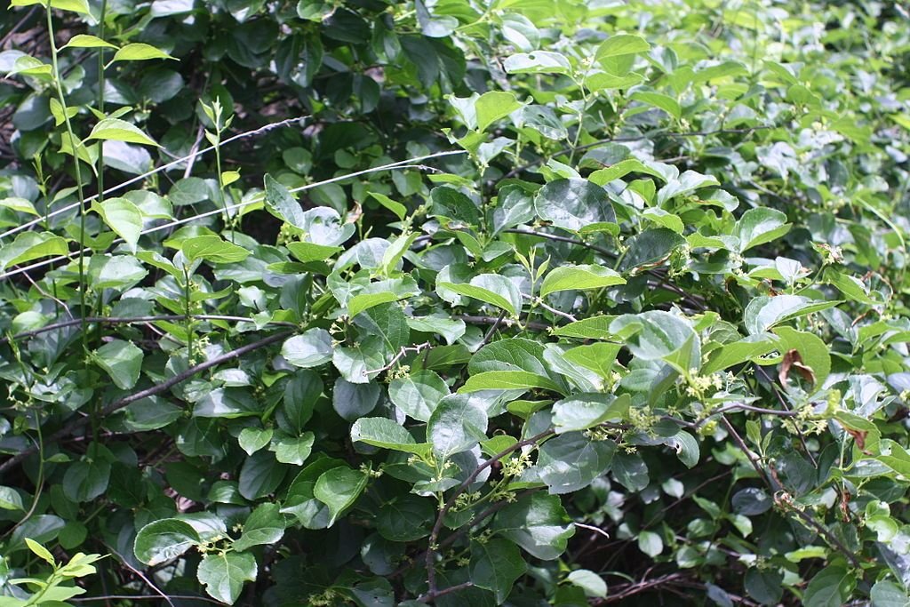How to plant Oriental bittersweet (Celastrus orbiculatus) - Dear Plants