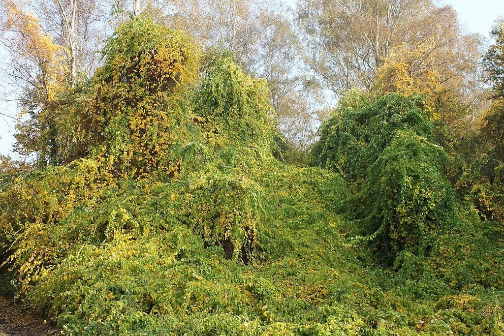 How to plant Oriental bittersweet (Celastrus orbiculatus) - Dear Plants