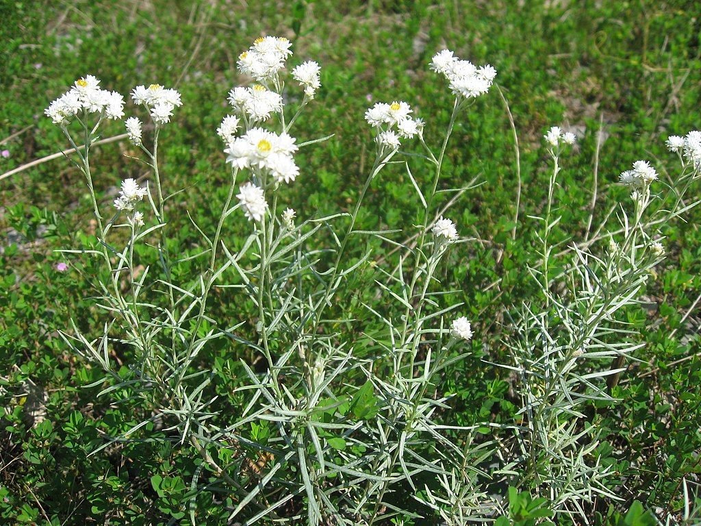 How to plant Pearly everlasting (Anaphalis margaritacea) - Dear Plants