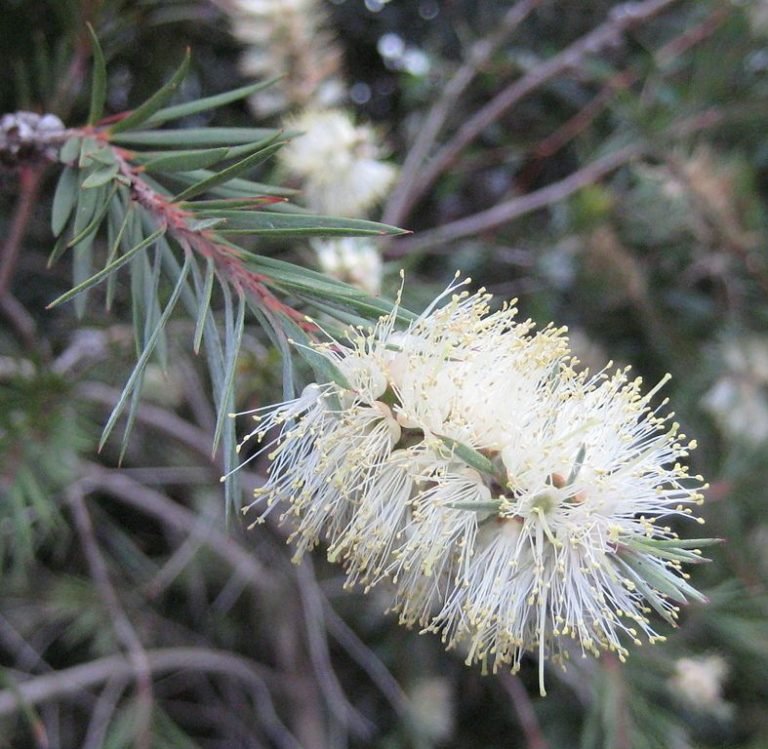 How to plant Pink tips (Callistemon salignus) - Dear Plants