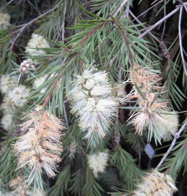 How to plant Pink tips (Callistemon salignus) - Dear Plants
