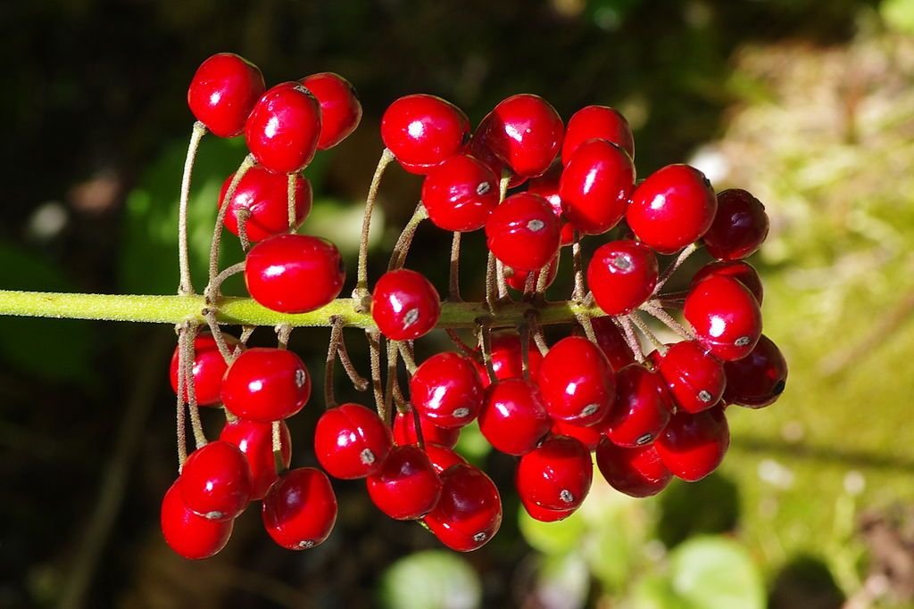 How to plant Red baneberry (Actaea rubra) - Dear Plants