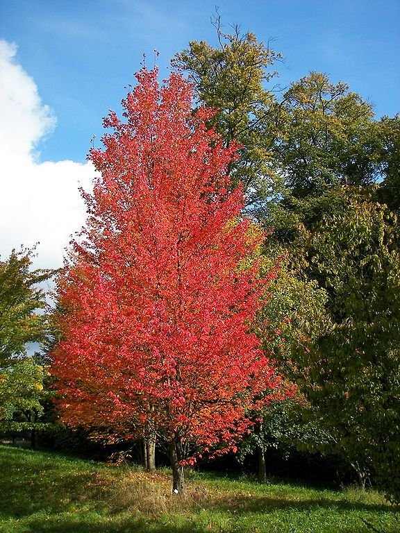 How to plant Red maple (Acer rubrum) - Dear Plants