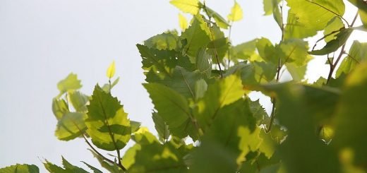 Common white birch (Betula pubescens) - growing guides