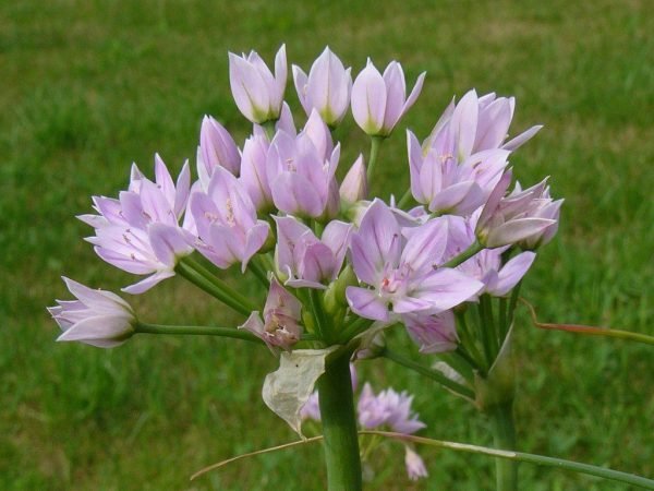 How to plant Rosy-flowered garlic (Allium roseum) - Dear Plants