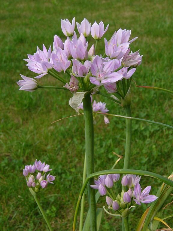 How to plant Rosy-flowered garlic (Allium roseum) - Dear Plants