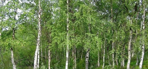 Japanese cherry birch (Betula grossa) - growing guides
