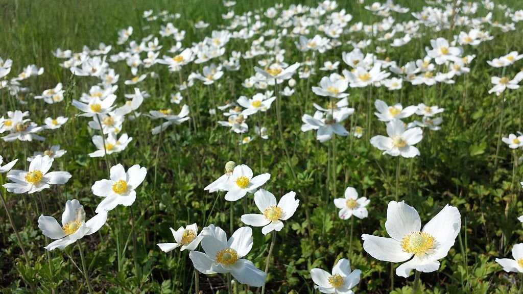 How to plant Snowdrop windflower (Anemone sylvestris) - Dear Plants