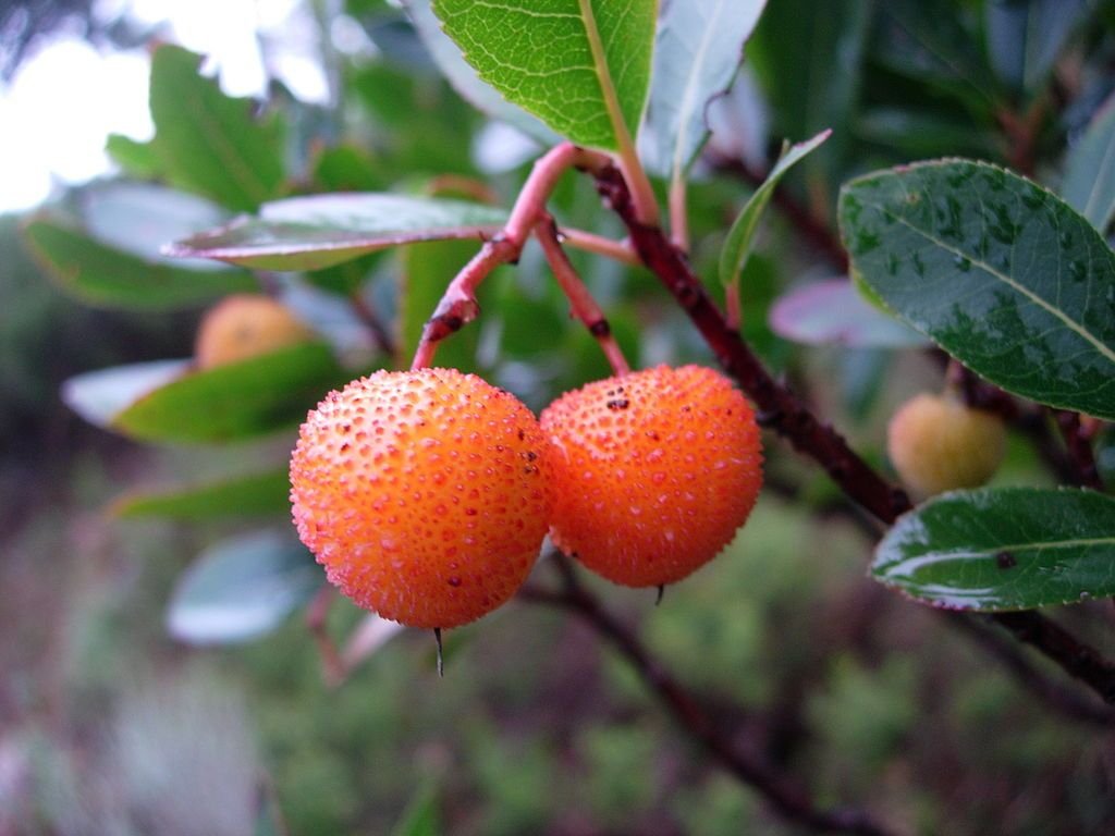 How to plant Strawberry tree (Arbutus unedo) - Dear Plants