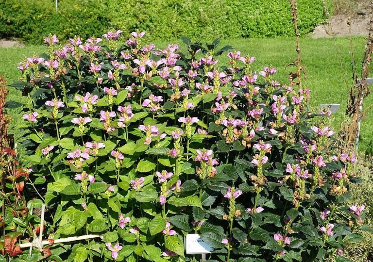 How to plant Twisted shell flower (Chelone obliqua) - Dear Plants