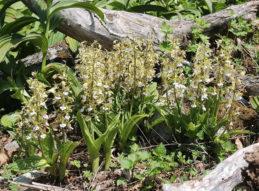 How to plant Two-coloured calanthe (Calanthe discolor) - Dear Plants