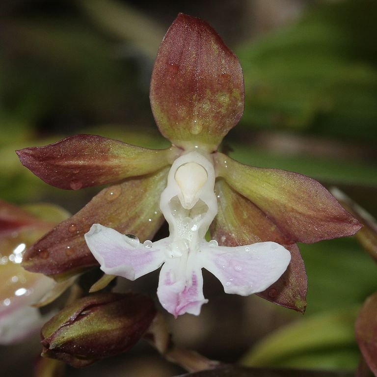 How to plant Two-coloured calanthe (Calanthe discolor) - Dear Plants