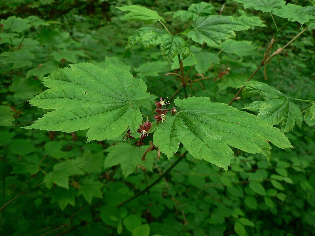 How to plant Vine maple (Acer circinatum) - Dear Plants