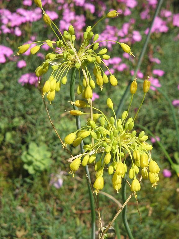 How to plant Yellow-flowered garlic (Allium flavum) - Dear Plants