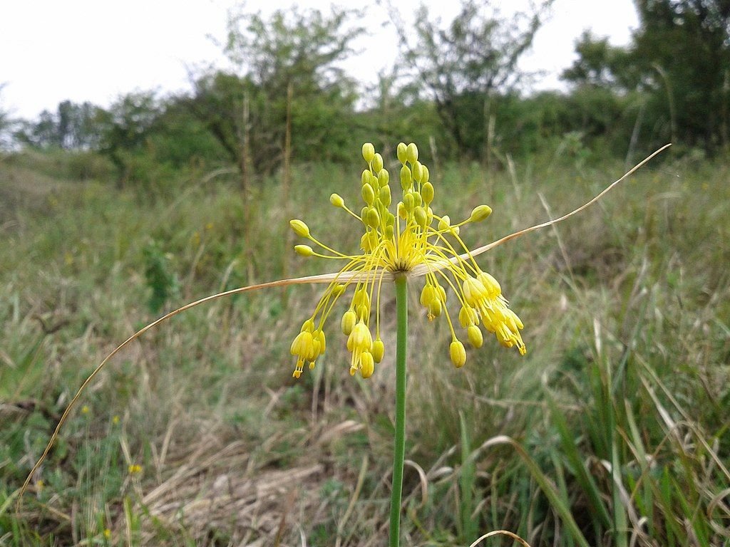 How to plant Yellow-flowered garlic (Allium flavum) - Dear Plants