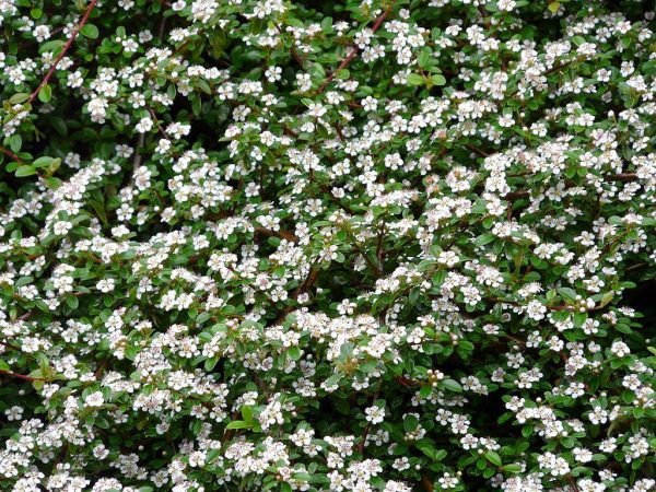 Bearberry cotoneaster (Cotoneaster dammeri) - Shrubs growing guides