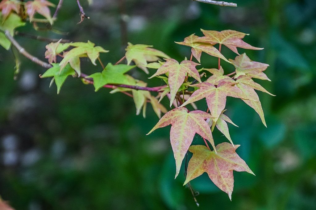 Cappadocian maple (Acer cappadocicum) - growing guides