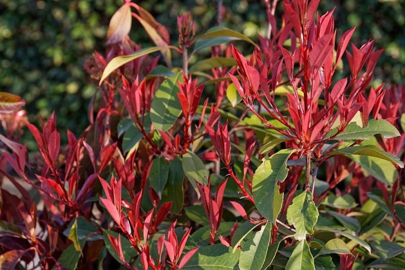 Christmas berry 'Red Robin' (Photinia × fraseri 'Red Robin') - growing ...