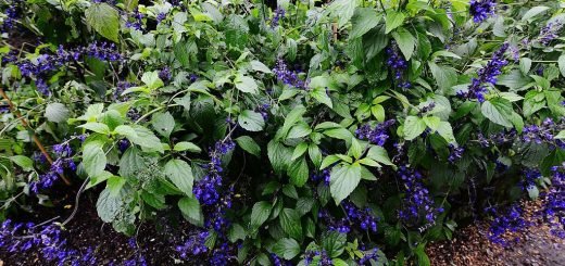 Sage 'Indigo Spires' (Salvia 'Indigo Spires') - growing guides