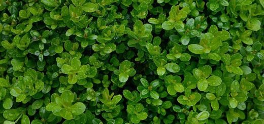 Small-leaved box (Buxus microphylla) - growing guides