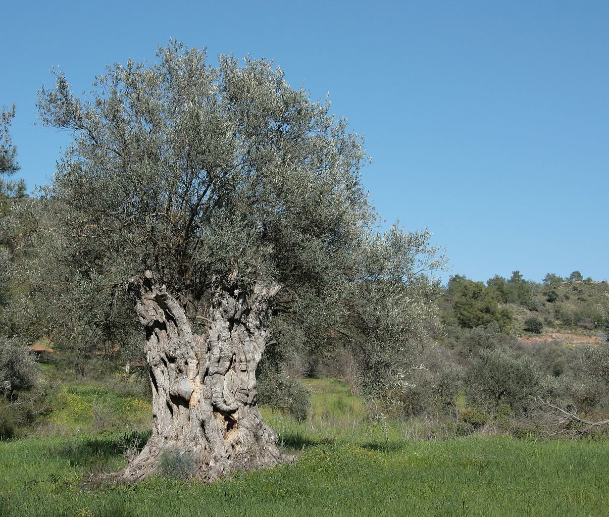 How to plant Olea europaea (Common olive) - dearplants.com