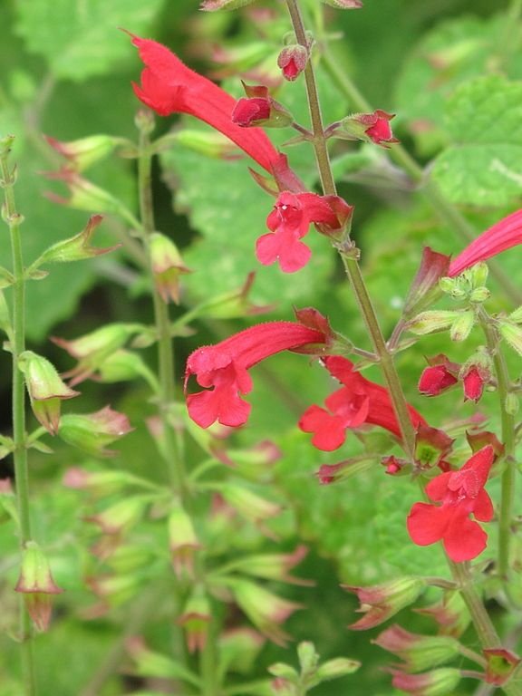 Dwarf crimson-flowered sage (Salvia roemeriana) - growing guides