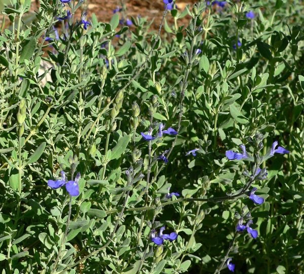 Germander sage (Salvia chamaedryoides) - growing guides