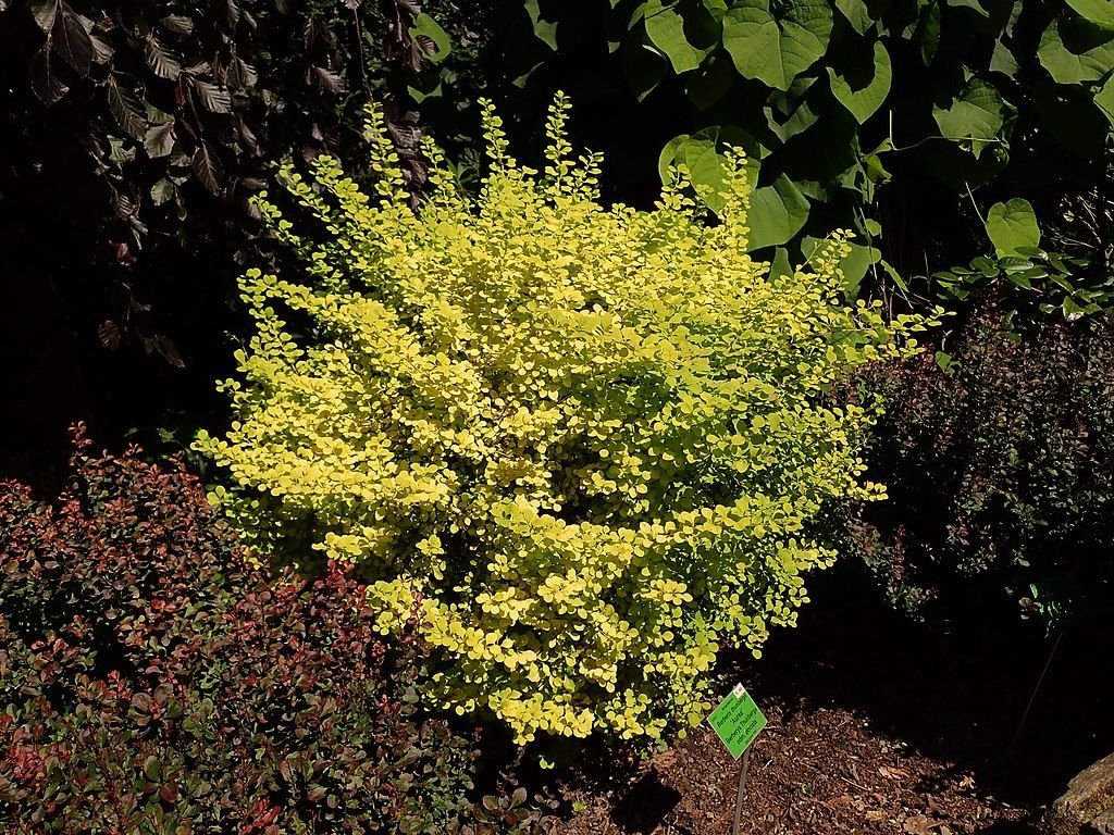 Golden Japanese barberry (Berberis thunbergii 'Aurea') - growing guides
