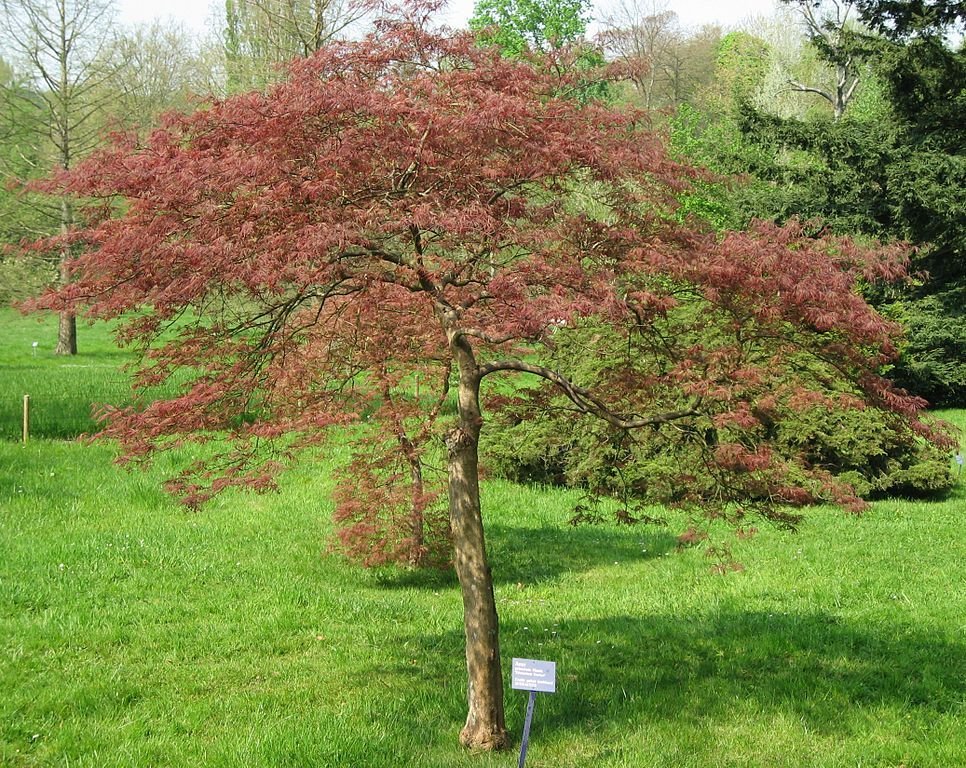 Japanese maple 'Garnet' (Acer palmatum 'Garnet' (D)) - growing guides