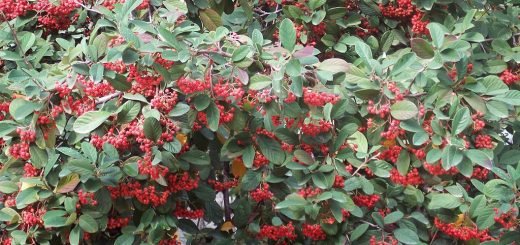 Creeping cotoneaster (Cotoneaster adpressus) - growing guides
