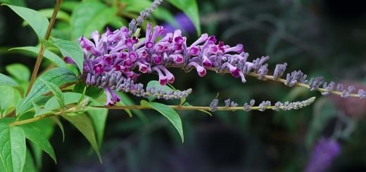Colvile butterfly bush (Buddleja colvilei) - growing guides