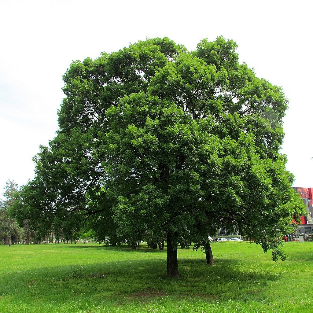 Montpelier maple (Acer monspessulanum) - growing guides