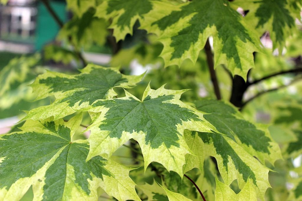 Norway maple 'Drummondii' (Acer platanoides 'Drummondii' (v)) - growing ...