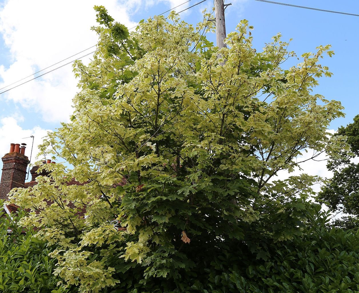 Norway maple 'Drummondii' (Acer platanoides 'Drummondii' (v)) - growing ...