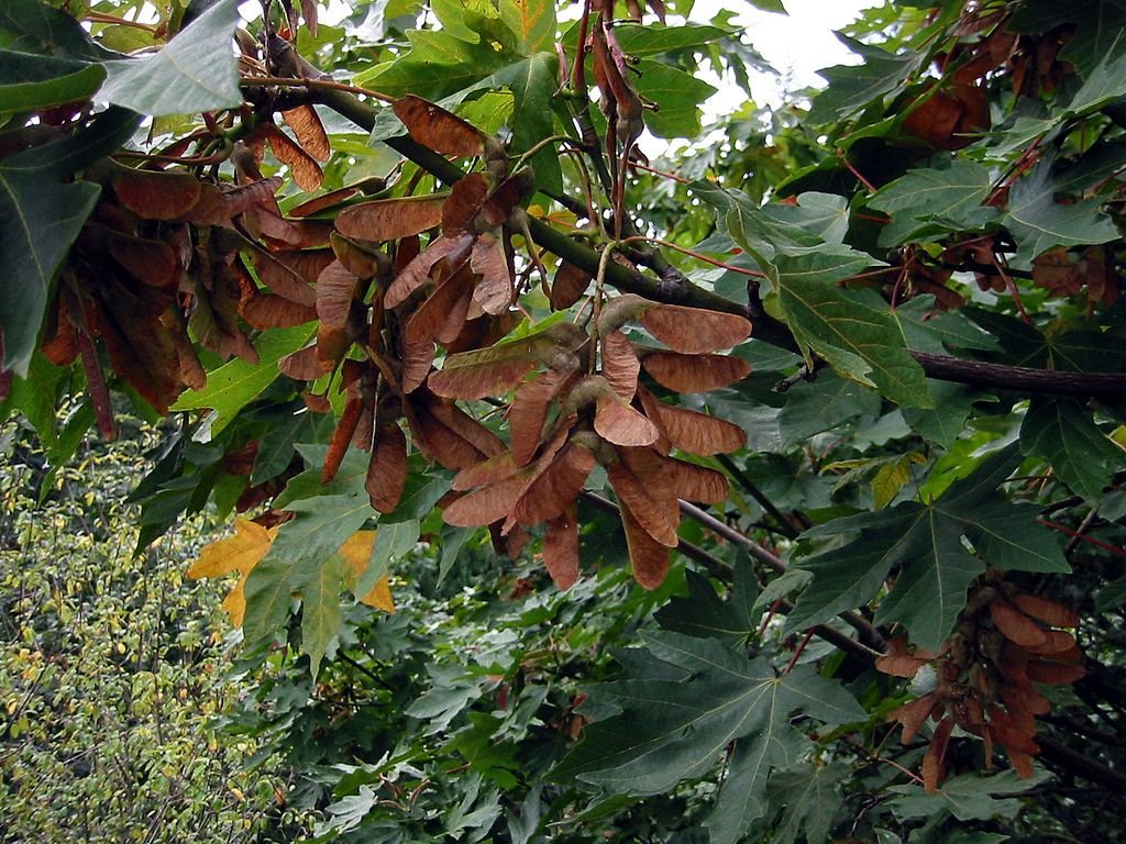 Oregon maple (Acer macrophyllum) - growing guides