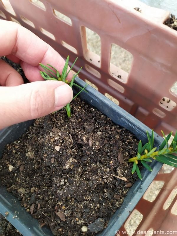 How to propagate irish yew from cuttings (Taxus baccata 'fastigiata')