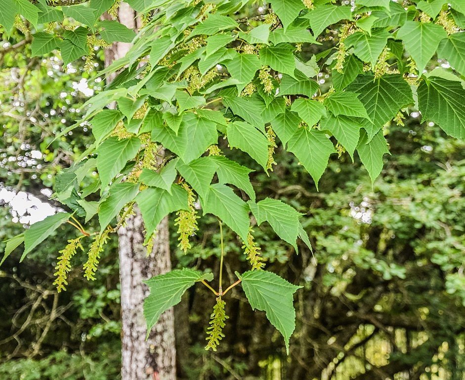 Red snake-bark maple (Acer capillipes) - growing guides