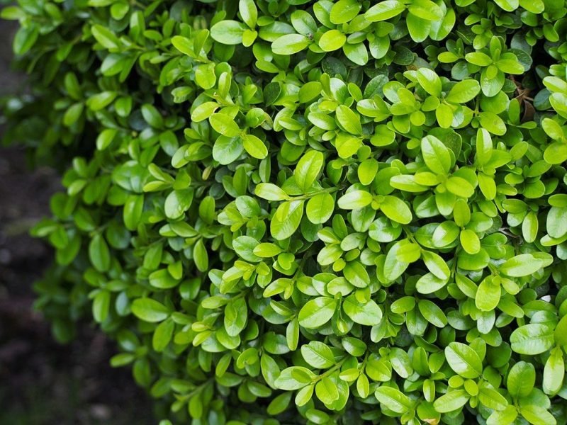 Small-leaved box (Buxus microphylla) - growing guides