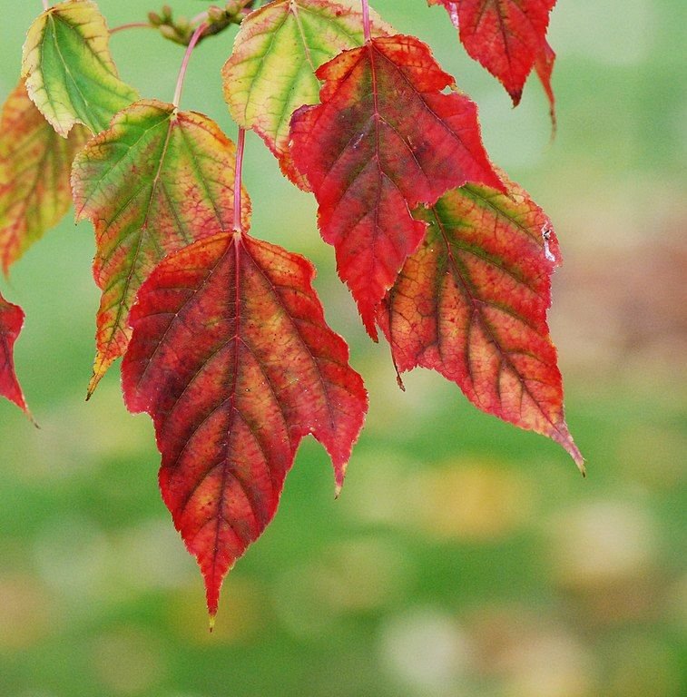 Snake-bark maple (Acer grosseri) - growing guides