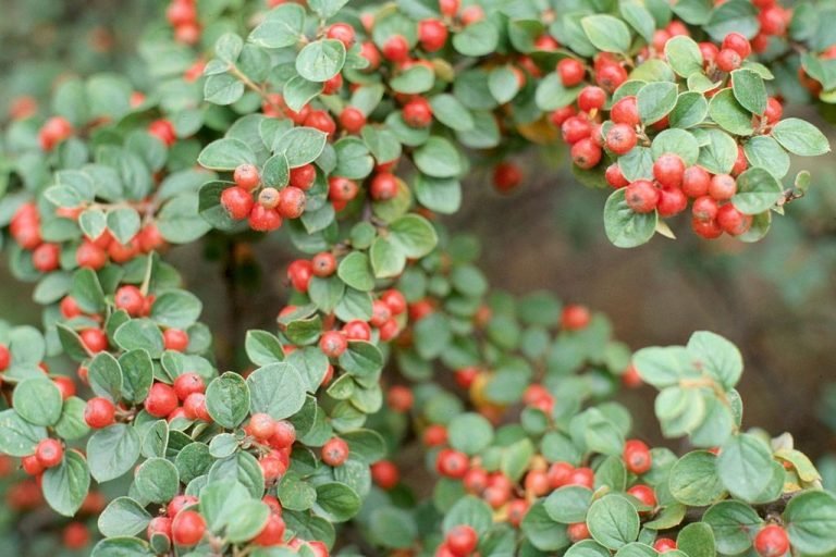 Wall spray (Cotoneaster horizontalis) - growing guides