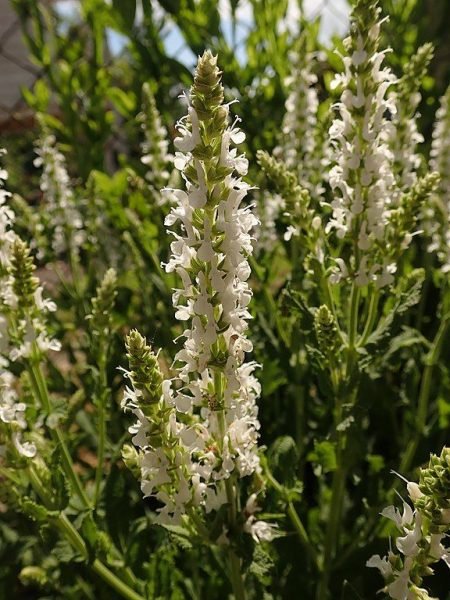 Wood sage 'Schneehügel' (Salvia × sylvestris 'Schneehügel') - growing ...