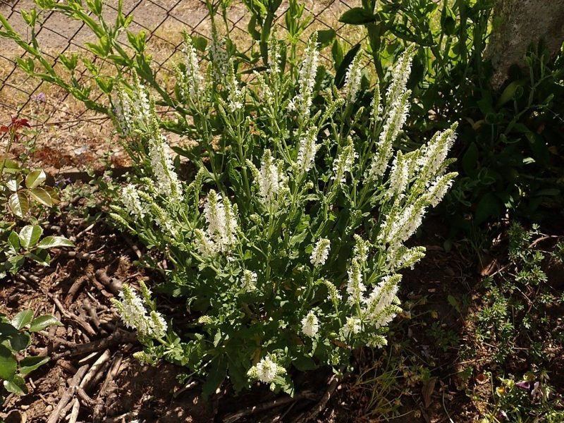 Wood sage 'Schneehügel' (Salvia × sylvestris 'Schneehügel') - growing ...