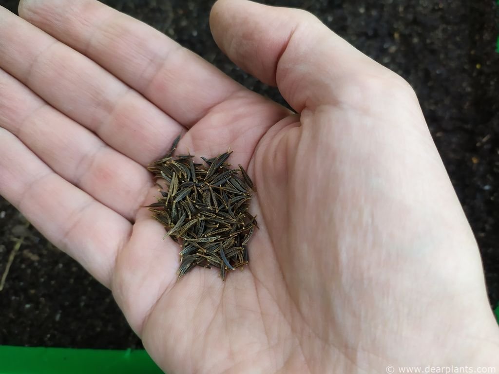 Growing cosmos from seed step by step (with pictures and results!)