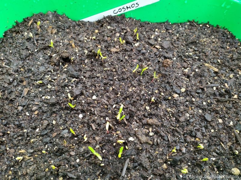 Growing cosmos from seed step by step - Page 2 of 3 (with pictures and ...