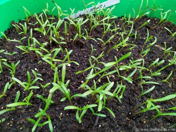 Growing cosmos from seed step by step - Page 2 of 3 (with pictures and ...