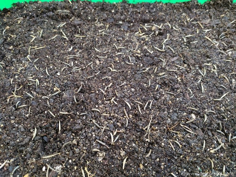 Growing cosmos from seed step by step (with pictures and results!)