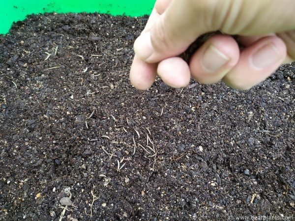 Growing cosmos from seed step by step (with pictures and results!)