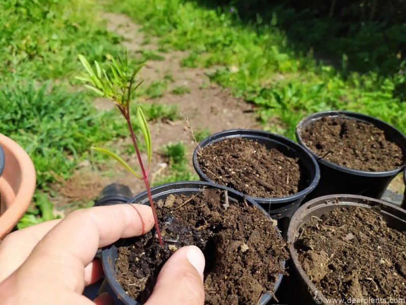 Growing cosmos from seed step by step - Page 2 of 3 (with pictures and ...